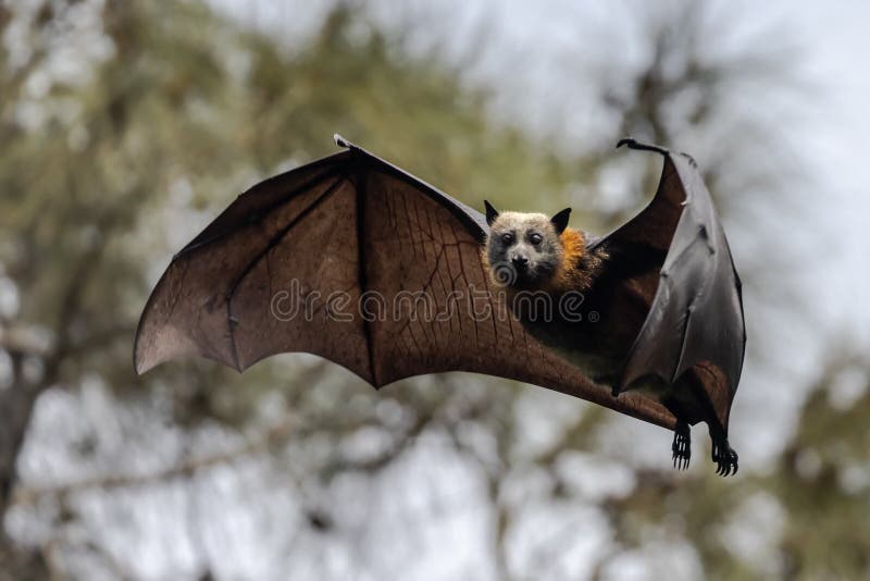 Grey-headed Flying Fox stock photo. Image of australia - 239041016