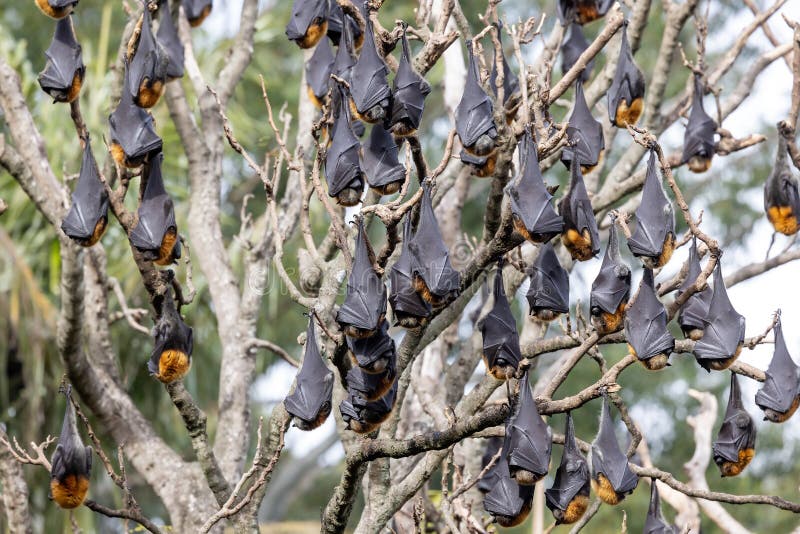 Australian Grey-headed Flying Fox Stock Photo - Image of headed ...