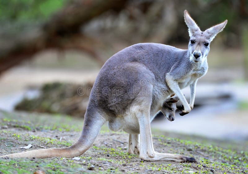 Australian Grey Kangaroo Baby or Joey in Pouch Stock Photo - Image of ...