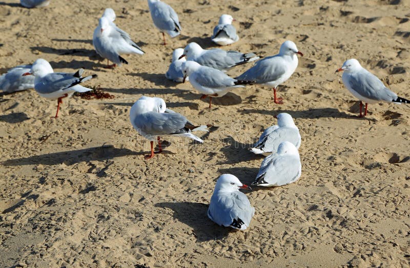 Australian Gull Perched Atop a Sandy Beach, Its Gaze Resting Peacefully ...