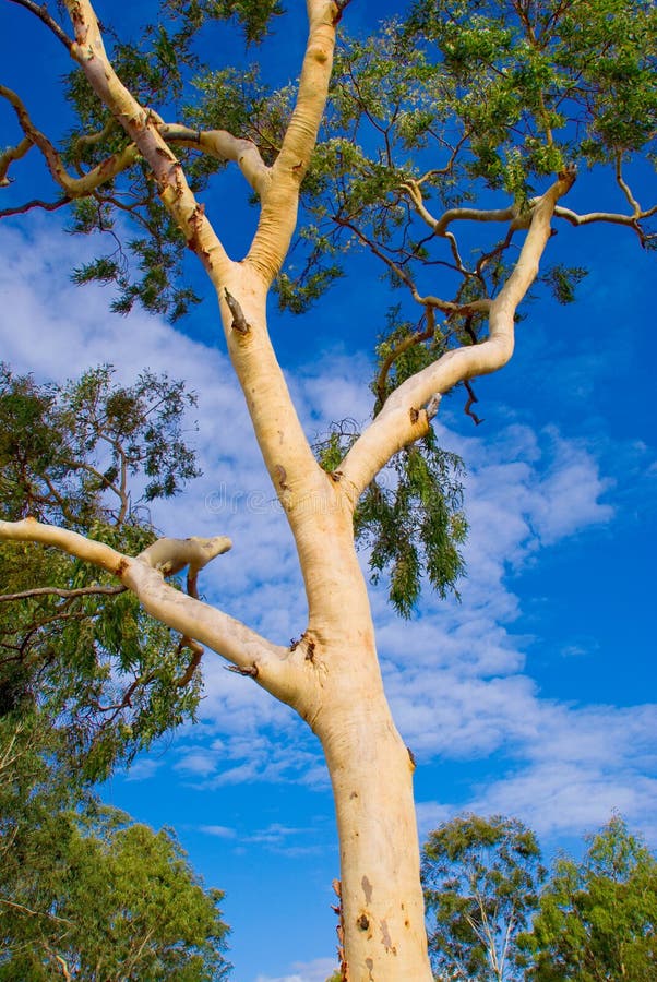 Australian Gum tree stock image. Image of australia, magpie - 1727787
