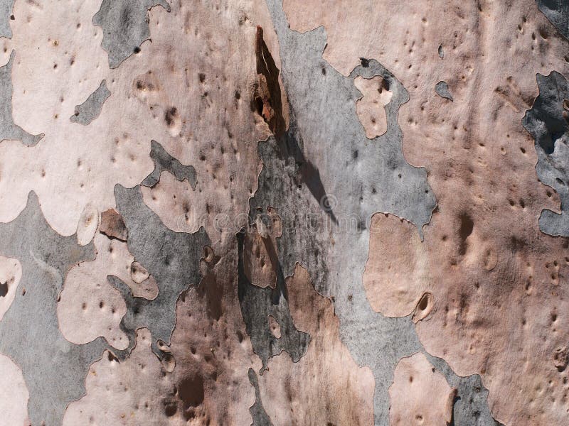 Australian gum tree bark stock photo. Image of knotted - 50594268