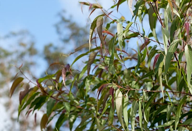 Australian Gum Tree Corymbia Citriodora Leaves Stock Image - Image of ...