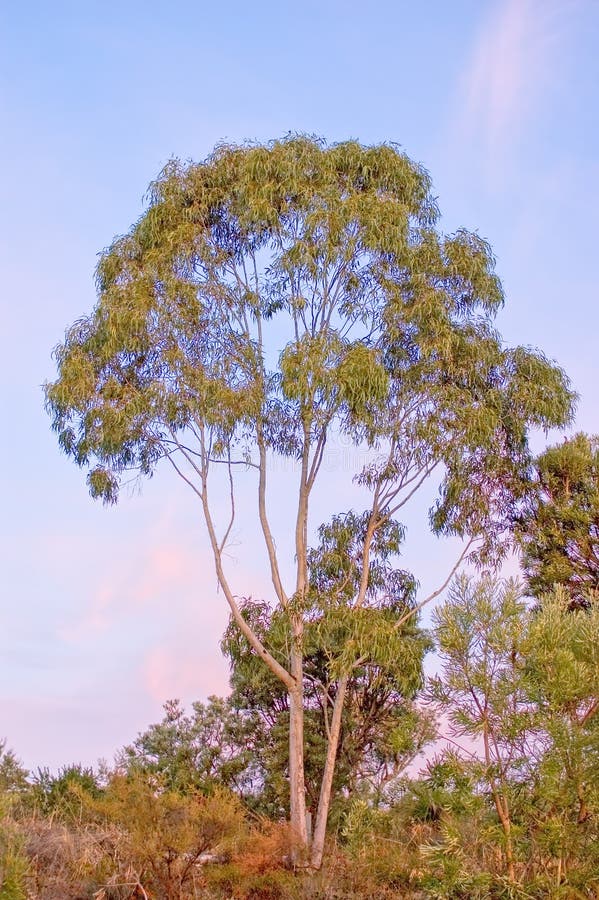 Australian Gum Tree during Sunset, Perth Australia Stock Image - Image ...