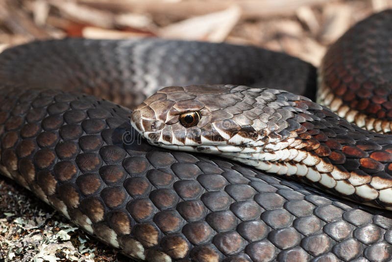 Australian Copperhead Snake Stock Photos - Free & Royalty-Free Stock ...