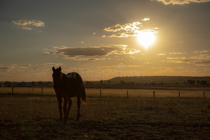 Australian Horse in a Country Paddock. Stock Image - Image of head ...