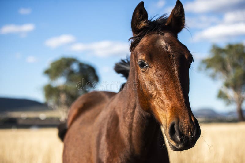 Australian Horse in a Country Paddock. Stock Image - Image of face ...