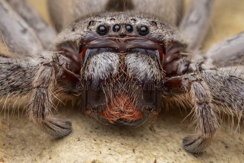 Australian Huntsman Spider stock photo. Image of closeup - 368646818