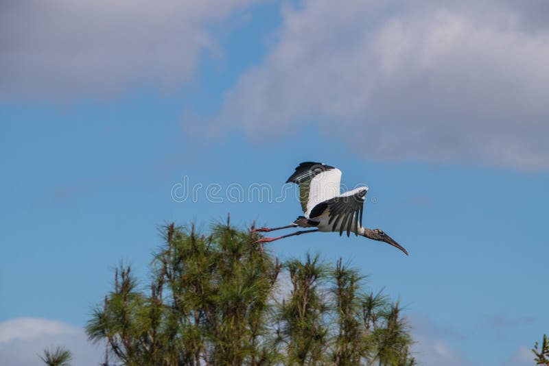 Beautiful Australian Ibis in Flight Stock Image - Image of flight ...