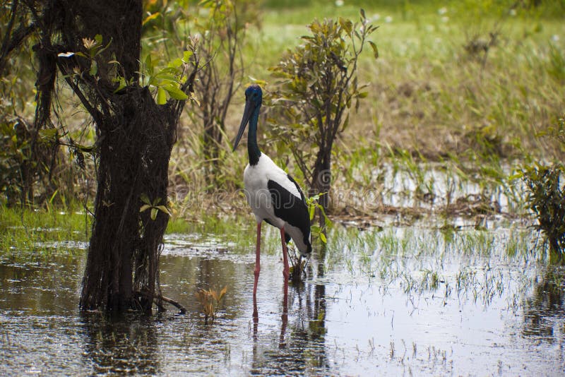 Birds in lake stock photo. Image of green, greece, balkans - 55642908