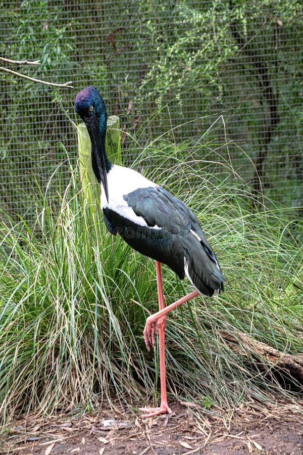 An Australian Jabiru, or Black Necked Stork Stock Photo - Image of ...