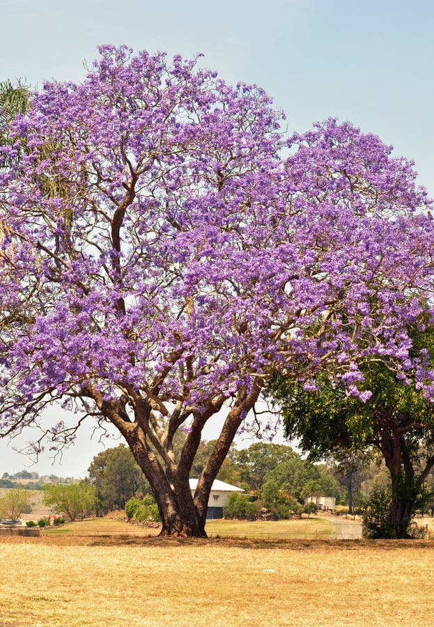 836 Jacaranda Tree Australia Stock Photos - Free & Royalty-Free Stock ...