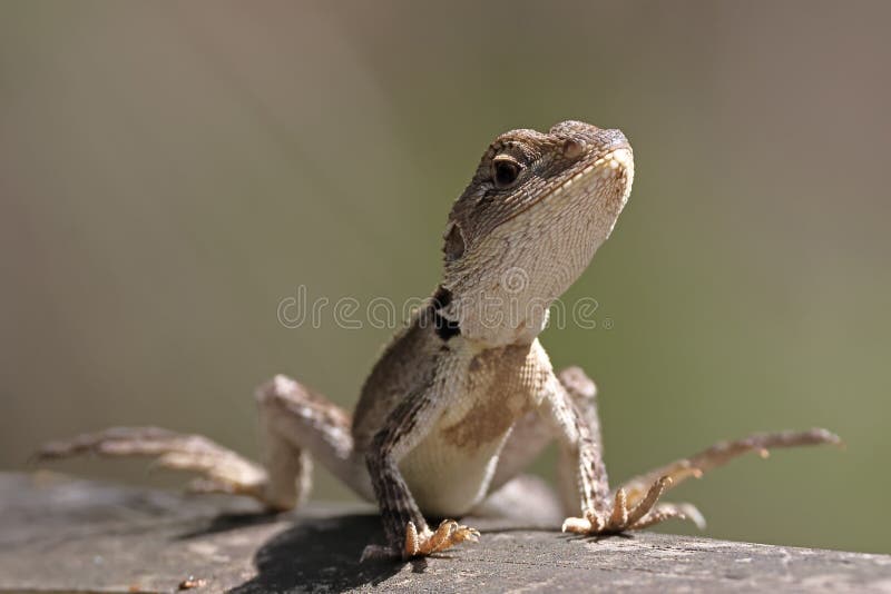 Australian Jacky Lizard stock photo. Image of surface - 268219286