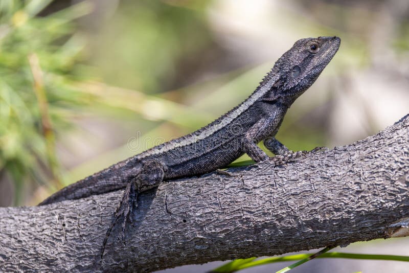 Australian Jacky Lizard stock photo. Image of jacky - 243878740