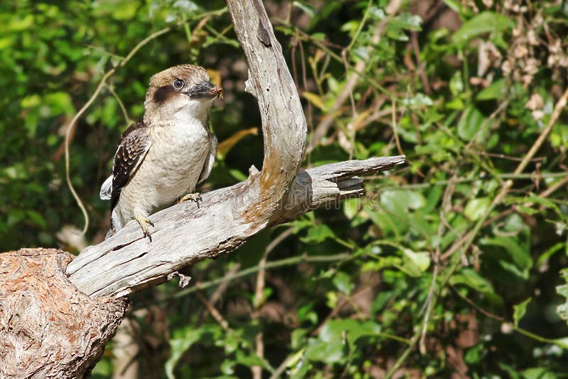 Australian Juvenile Kookaburra Stock Image - Image of kookaburra, tree ...