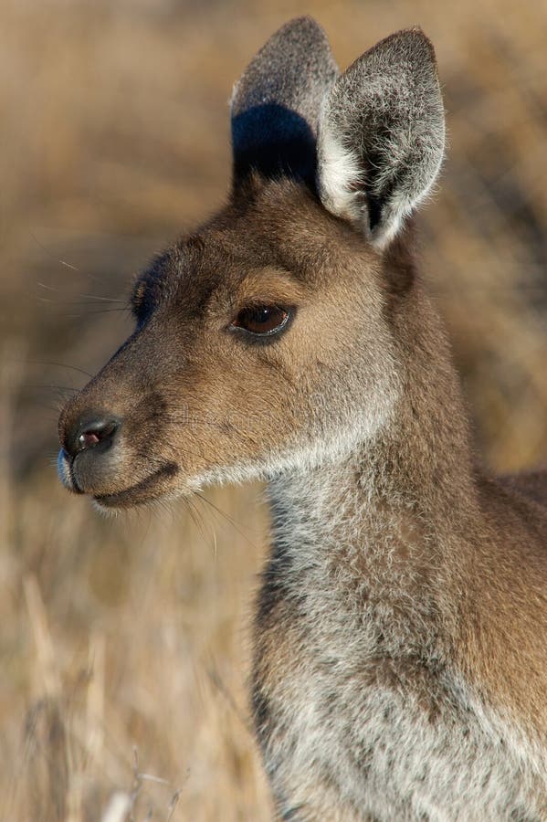 Kangaroo Free Stock Photos & Pictures, Kangaroo Royalty-Free and Public ...