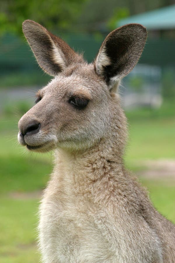 Female Kangaroo - Closeup stock photo. Image of cuddly - 34106984