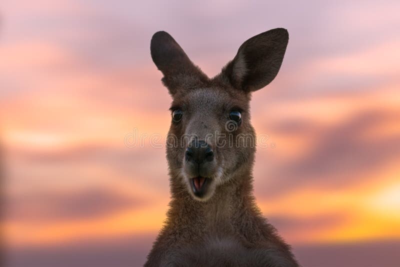 Australian Kangaroo Against a Vivid Sunset Light Stock Image - Image of ...