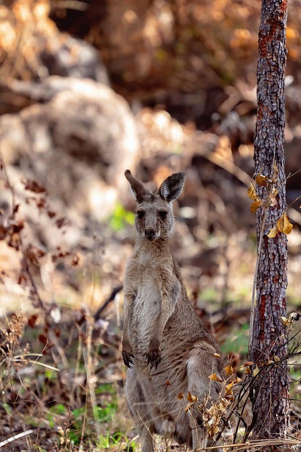 197 Australian Bush Setting Stock Photos - Free & Royalty-Free Stock ...