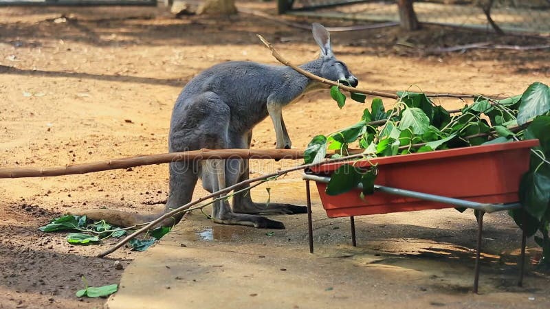 Australian Kangaroo Eats Leaves Stock Footage - Video of nature, breed ...