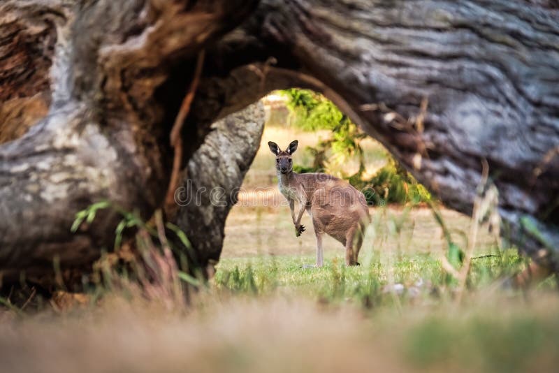 Australian Kangaroo Grazing on the Grass Stock Image - Image of fauna ...