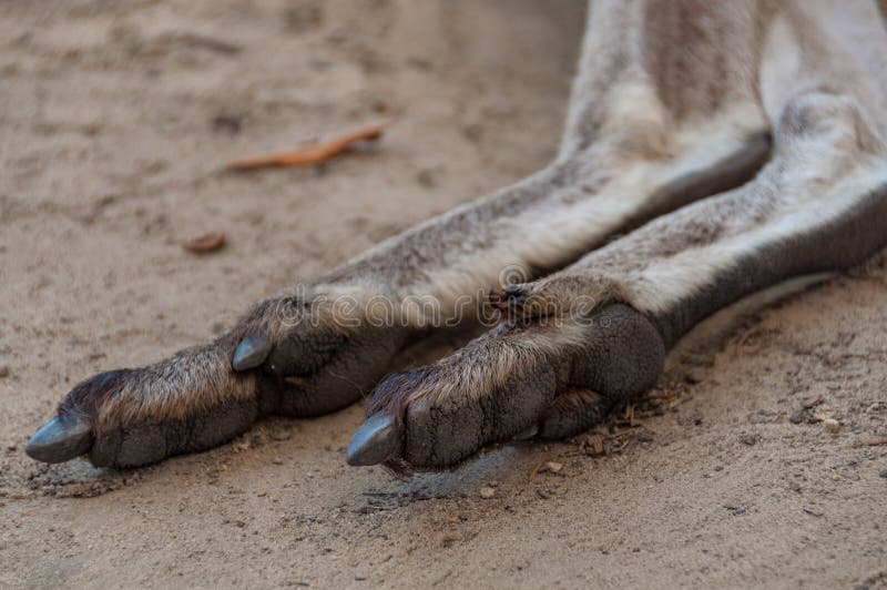 686 Kangaroo Feet Stock Photos - Free & Royalty-Free Stock Photos from ...