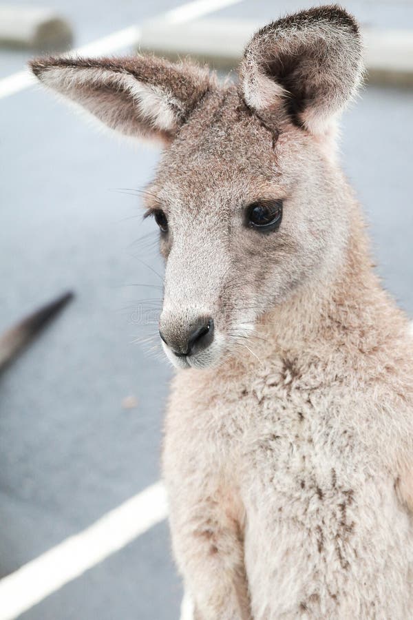 Sad Kangaroo