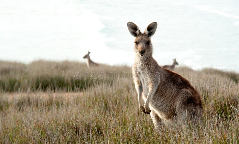 Australian kangaroo stock photo. Image of iconic, australia - 32204134