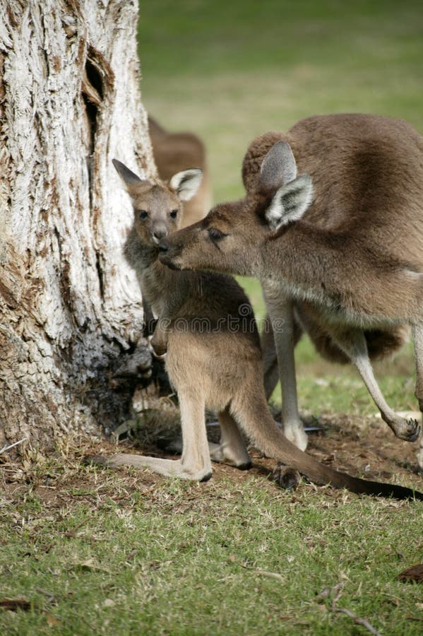 Australian Kangaroo stock photo. Image of outback, australia - 34051744