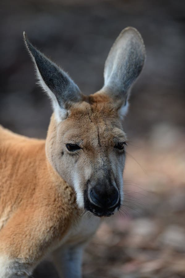Australian Kangaroo stock photo. Image of display, kangaroo - 34051748