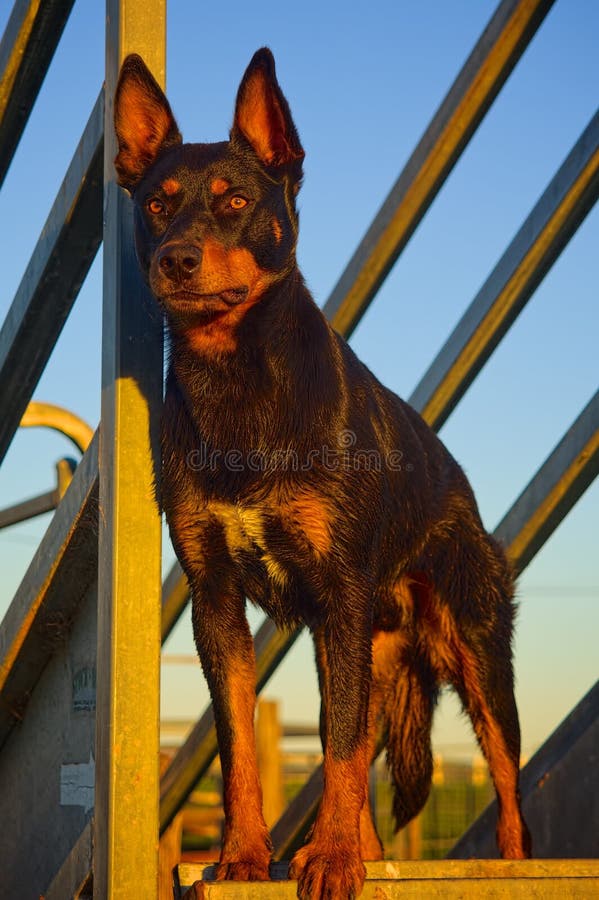 An Australian Kelpie stock photo. Image of race, australia - 39889400