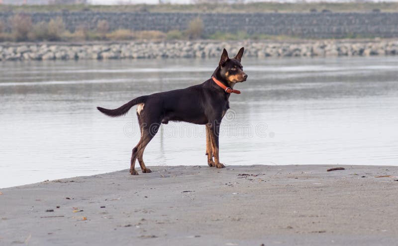 Kelpie Walking stock photo. Image of notice, kelpie - 130420744
