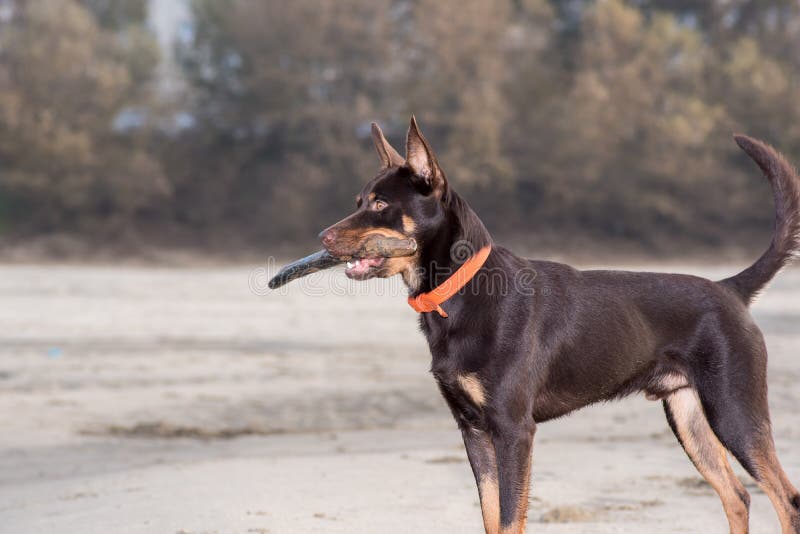 Australian Kelpie dog stock image. Image of orange, autumn - 132705401