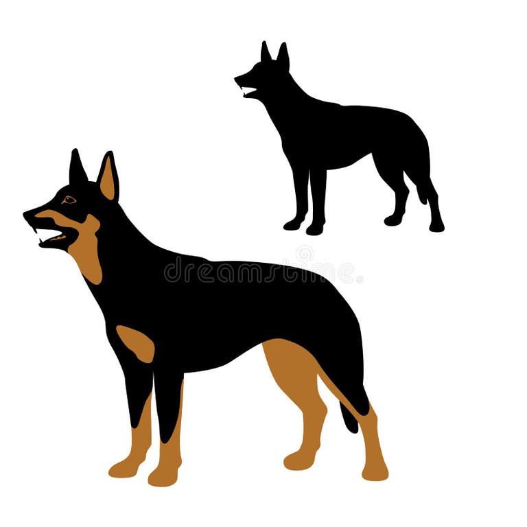Australian Kelpie Dog Vector Illustration Style Flat Set Stock Vector ...