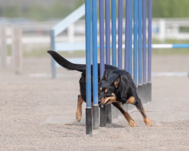 Australian Kelpie Doing Slalom on a Dog Agility Course Stock Photo ...