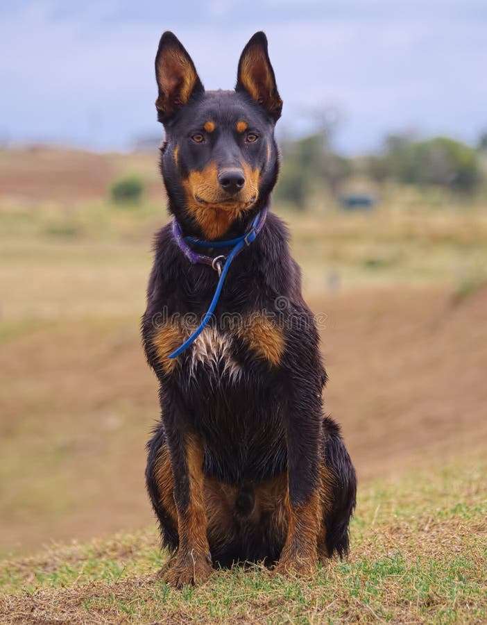 An Australian Kelpie Waiting To Work. Stock Photo - Image of farm ...