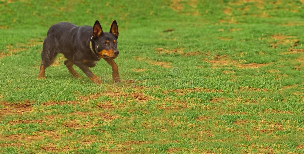 An Australian Kelpie Working with Focus. Stock Image - Image of black ...