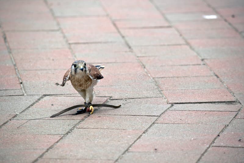 The Australian Kestrel is a Small Raptor Stock Image - Image of black ...