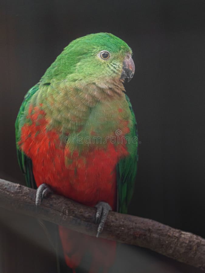 Australian king parrot stock photo. Image of amazon - 269863270
