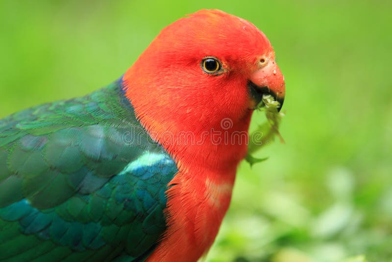 Australian King Parrot Red and Green Stock Image - Image of outdoors ...