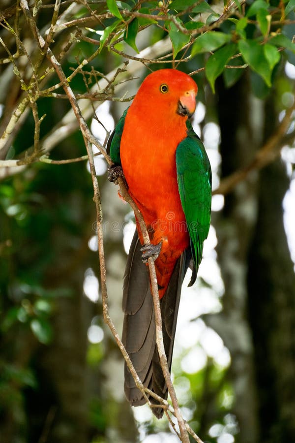 Australian King Parrot Red and Green Stock Image - Image of outdoors ...