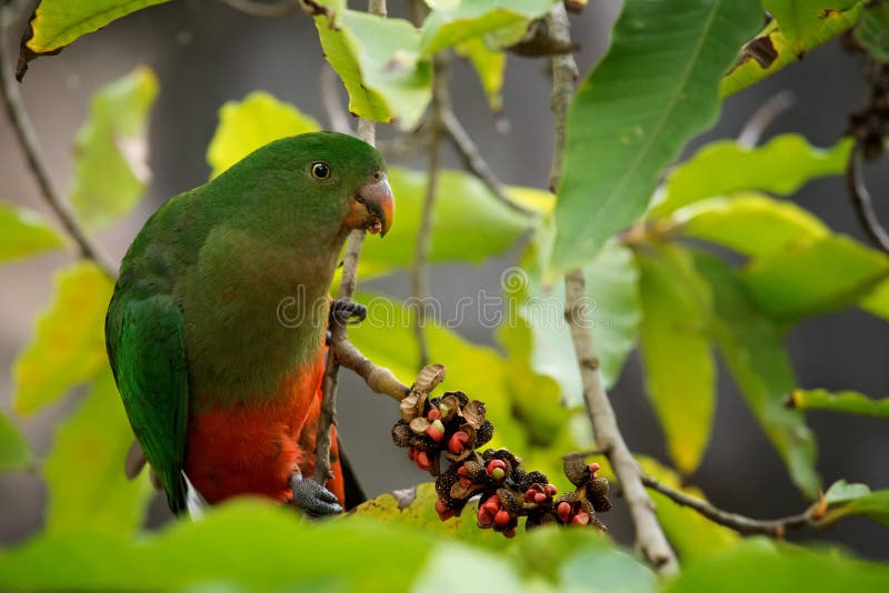 Australian King Parrot Red and Green Stock Image - Image of outdoors ...