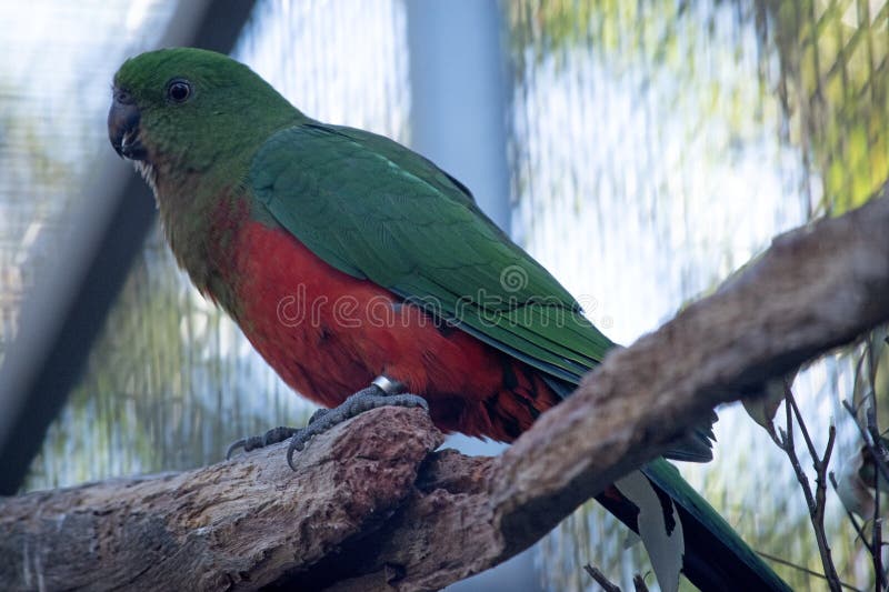 This is a Side View of a King Parrot Stock Photo - Image of tailed ...