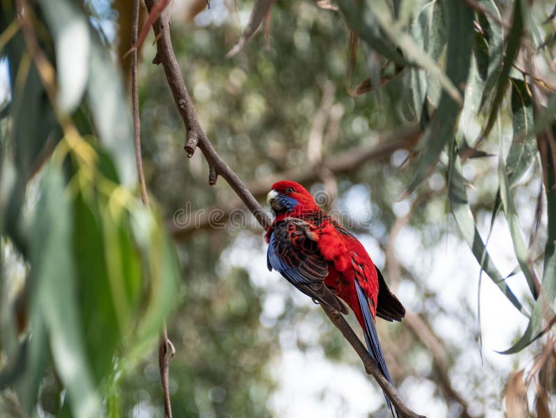Australian King Parrot on a Tree Branch Stock Image - Image of tree ...