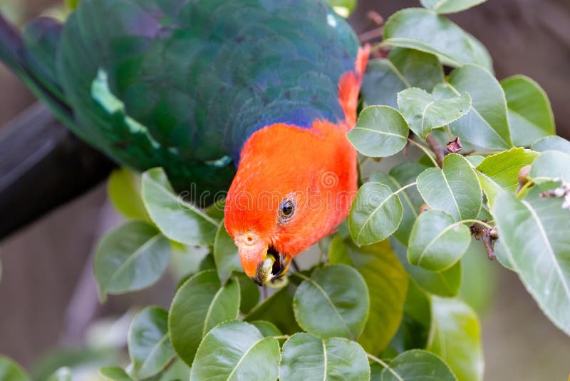 White Australian King Parrot Stock Photos - Free & Royalty-Free Stock ...