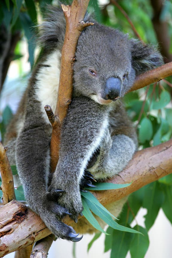 Australian Koala stock image. Image of lazy, limb, bear - 4134185
