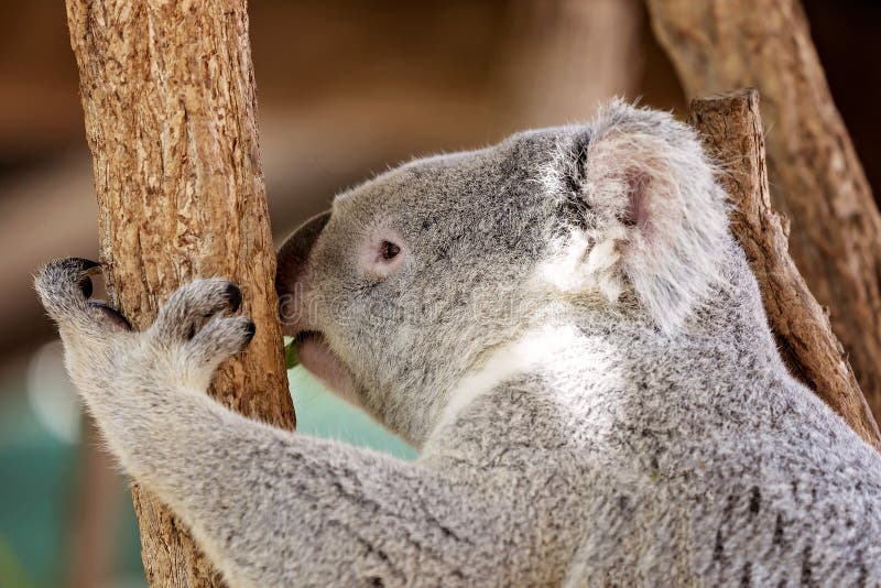 An Australian Koala Bear stock image. Image of cuddly - 205395341