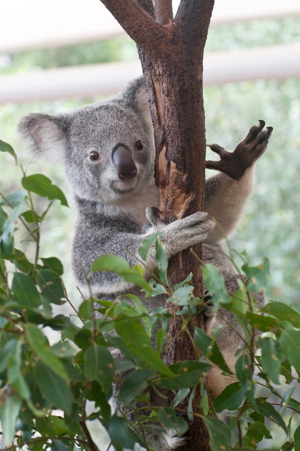 Australian Koala Climbing Gum Tree Stock Image - Image of mammal ...