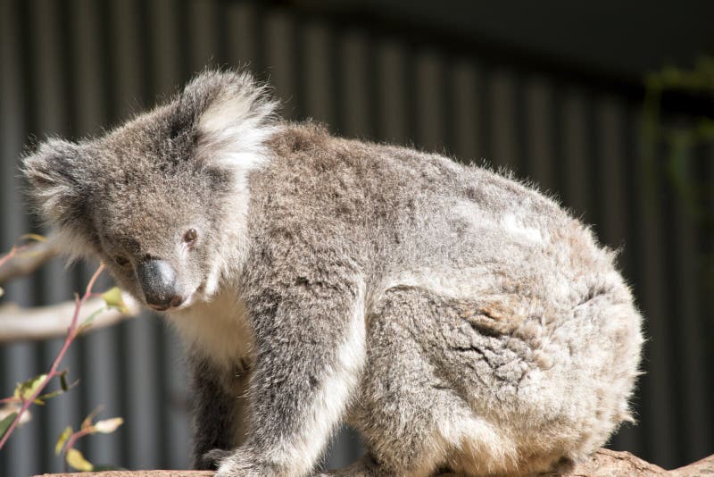 Koala Bear Side View Stock Photos - Free & Royalty-Free Stock Photos ...