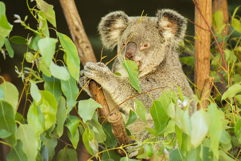 Australian Koala stock photo. Image of awake, ears, grey - 140948134